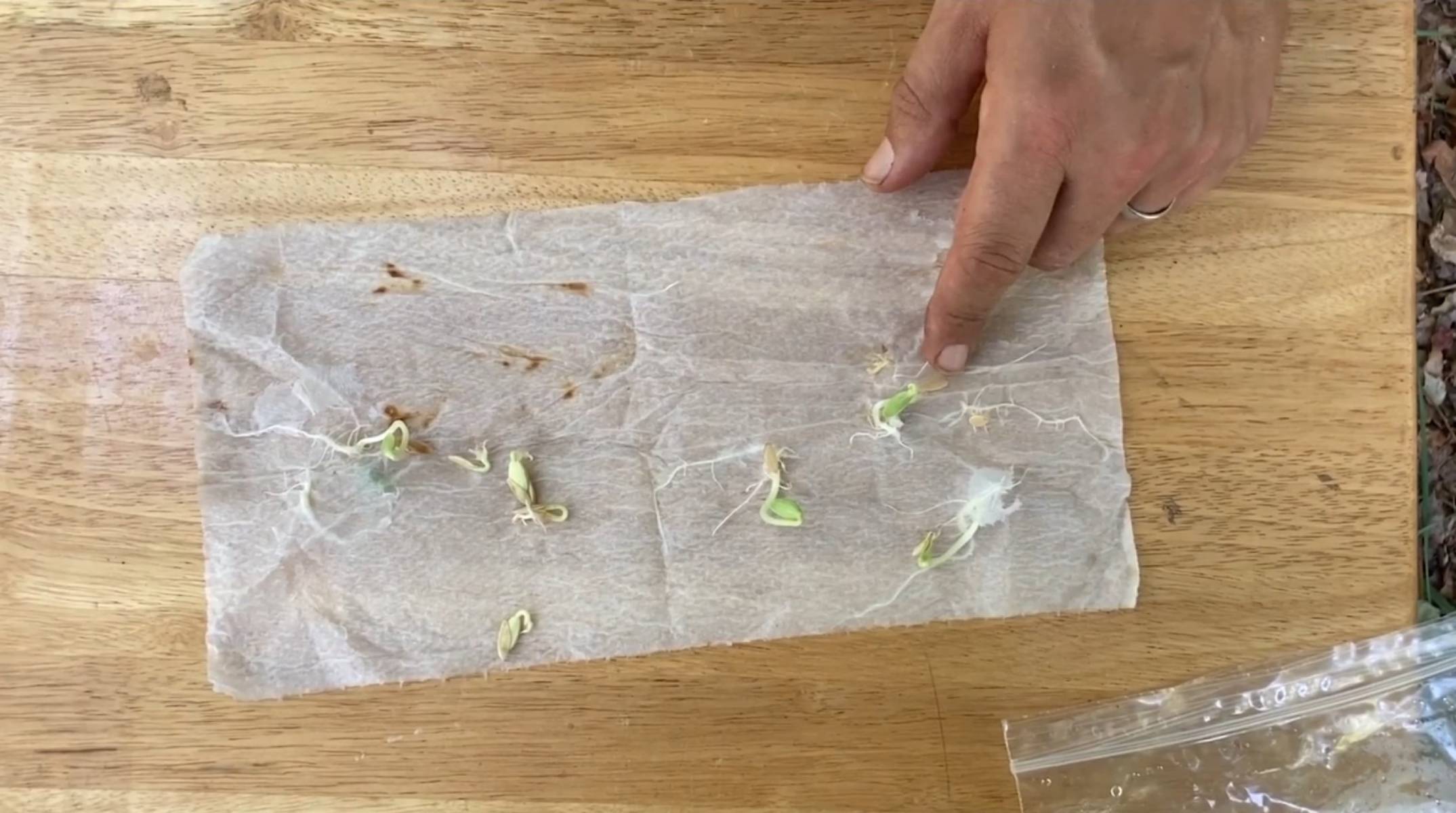 Seed Storage Basics – Videos – Mother Earth News